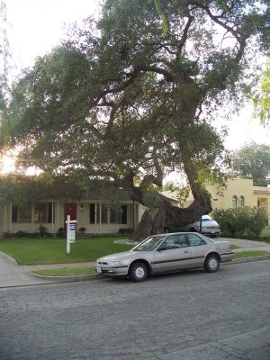 Various Big Tree Pix